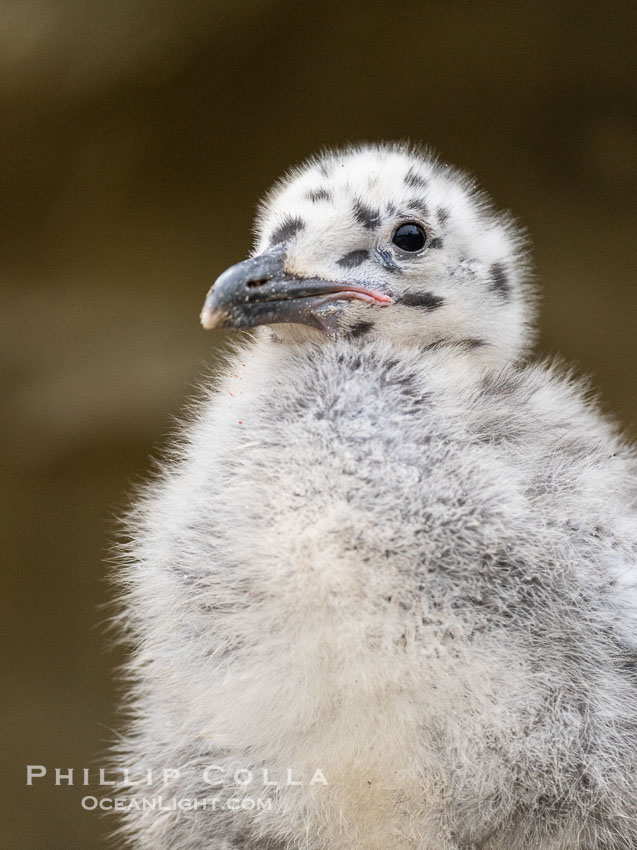 Western Gull Chick Portrait, Larus occidentalis, La Jolla, California