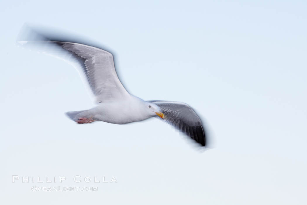 Western gull in flight, blur, Larus occidentalis, La Jolla, California