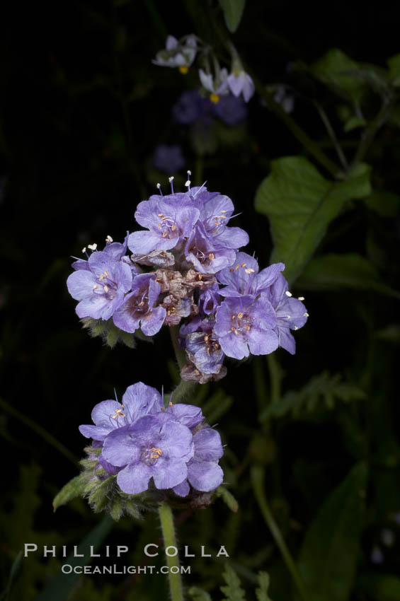 Wild heliotrope, Phacelia distans, Batiquitos Lagoon, Carlsbad, California
