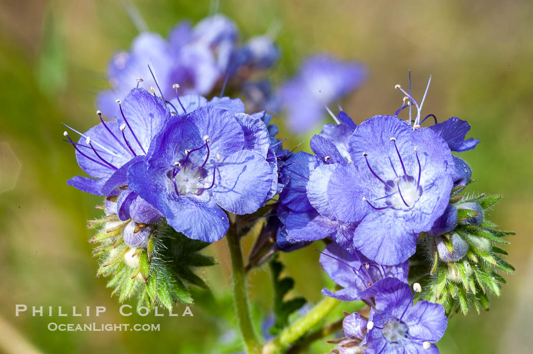 Wild heliotrope, Phacelia distans, Anza-Borrego Desert State Park ...