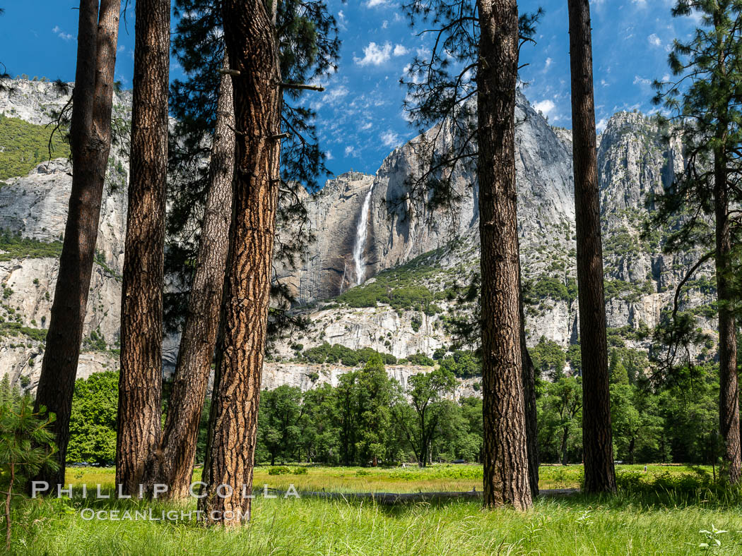 Yosemite Falls framed by Pine Trees, Yosemite National Park, California