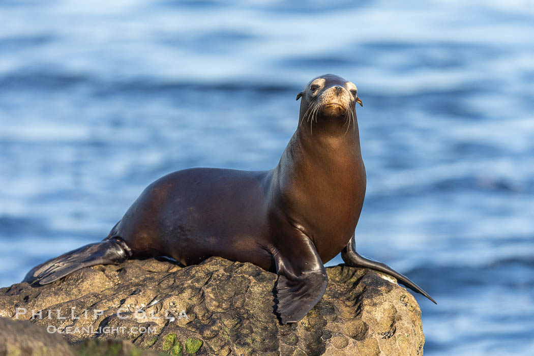 Young California sea lion hauled out on rock near the ocean, La Jolla