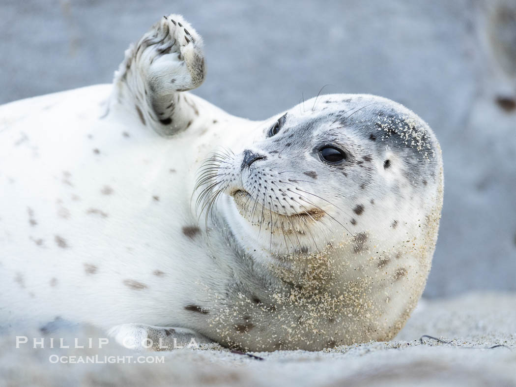 Young Pacific harbor seal pup, only a few days old, Phoca vitulina richardsi, La Jolla, California